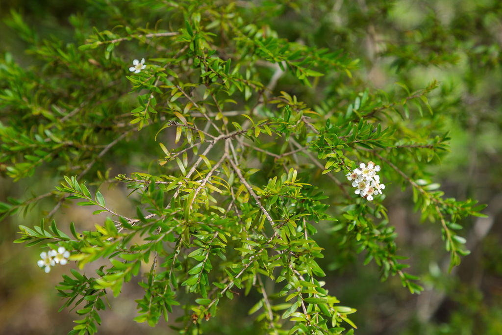 Sannantha similis from Numinbah Valley QLD 4211, Australia on March 13 ...