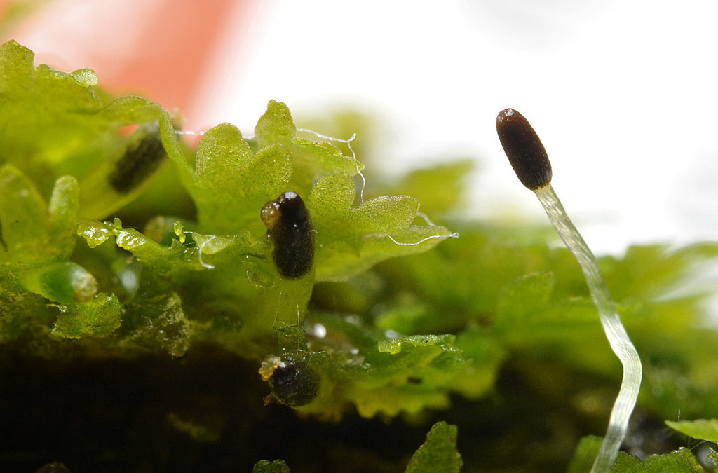 (Riccardia) - Botanical Realm