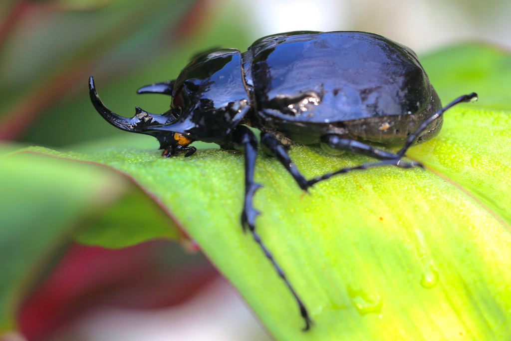Actaeon Beetle from Berbice Oriental-Courantyne, Guyana on August 11 ...