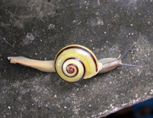 Naninia obiana · iNaturalist