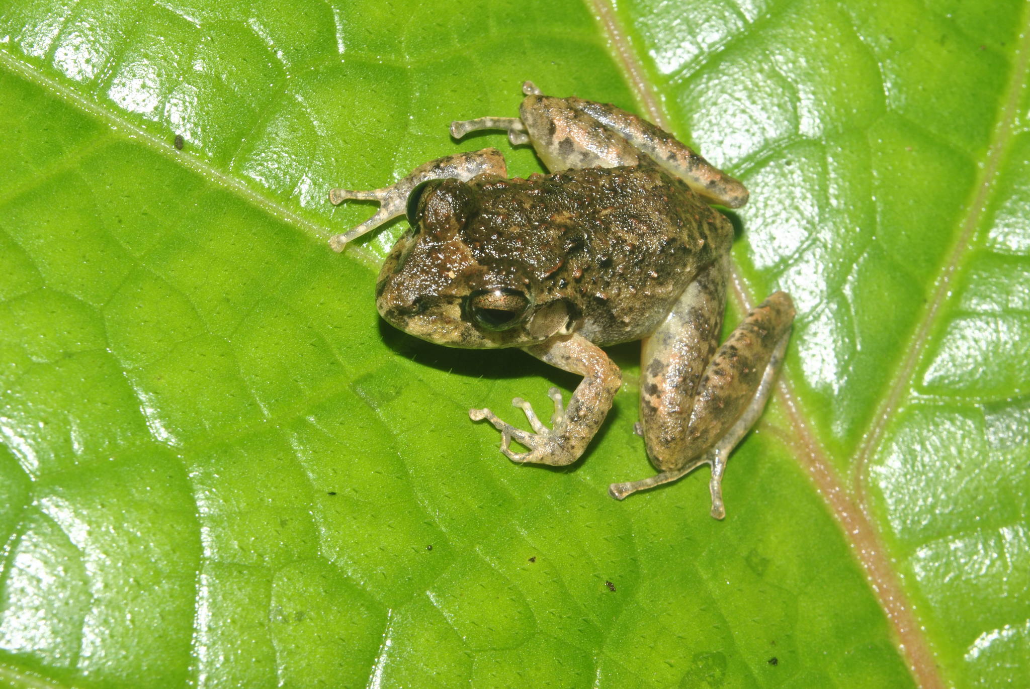 Craugastor laevissimus (Werner, 1896)