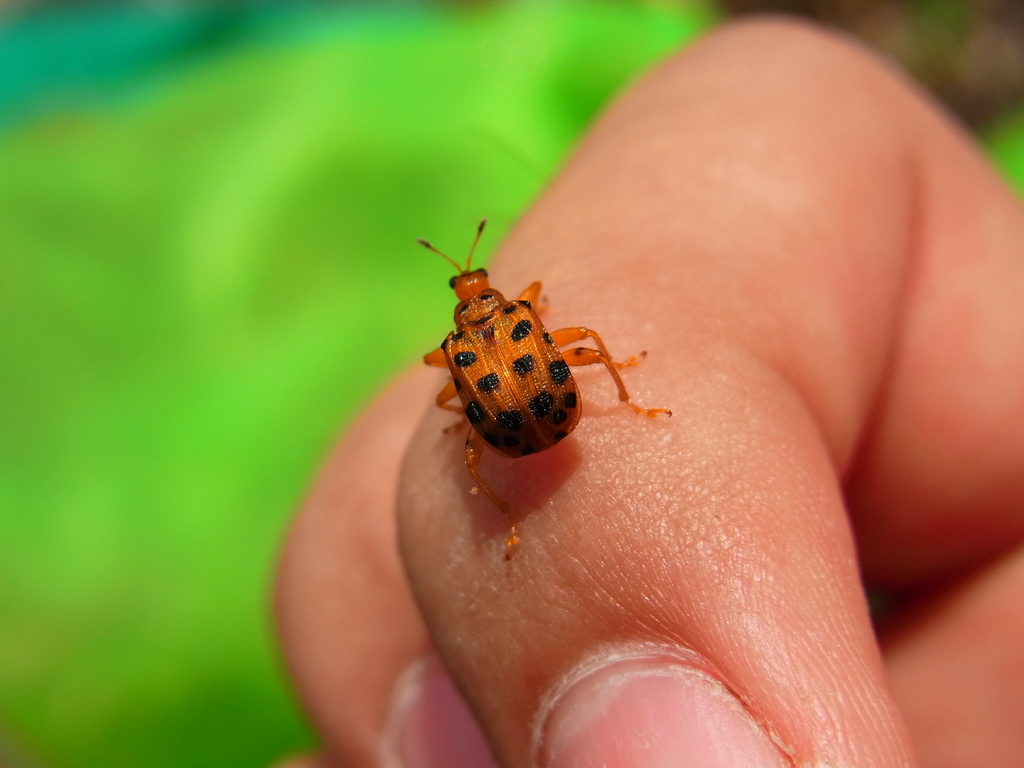 Agomadaranus pardalis from 日本、高知県高知市朝倉 on June 8, 2013 at 11:31 AM by ...