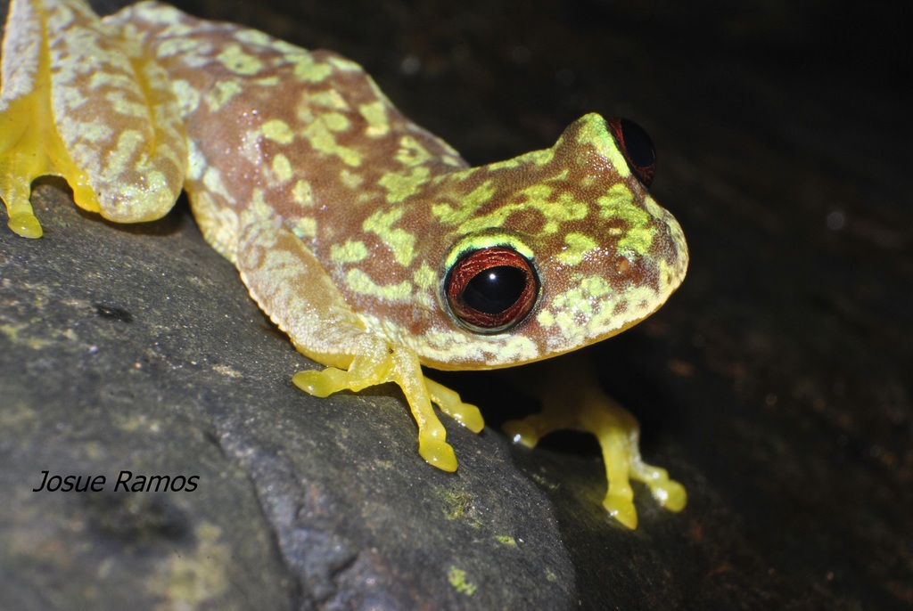 Copan brook frog in December 2015 by Josue Ramos Galdamez · iNaturalist