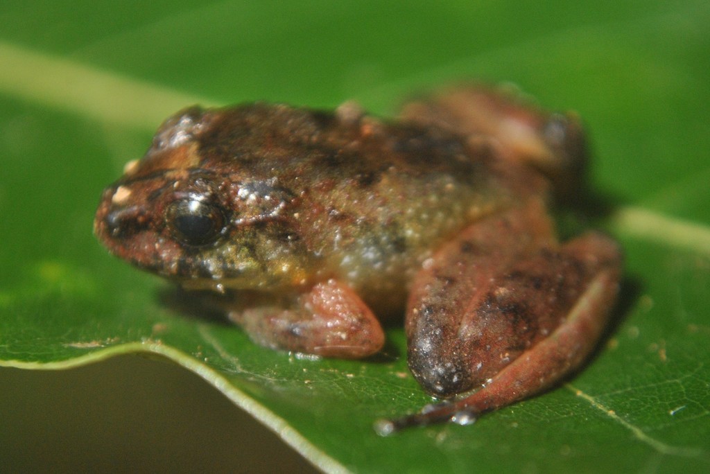 Miles' Robber Frog in July 2013 by Josue Ramos Galdamez · iNaturalist