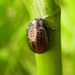 Chrysolina exanthematica · iNaturalist