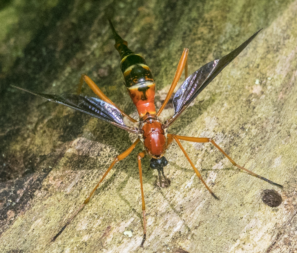 Antlered Crane Fly from Rachel Carson Conservation Park, Montgomery ...