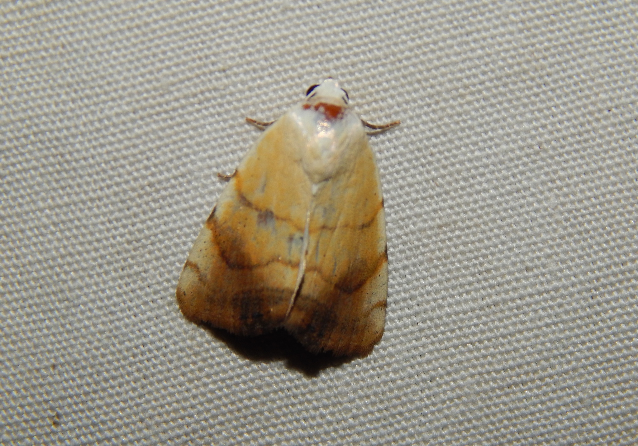 Xanthodes albago (Fabricius, 1794)