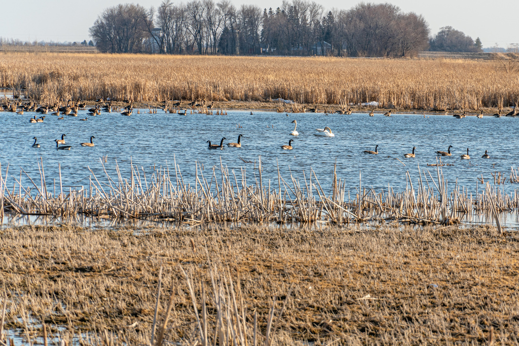 Trumpeter Swan from Jackson County, MN, USA on March 09, 2021 at 03:56 ...