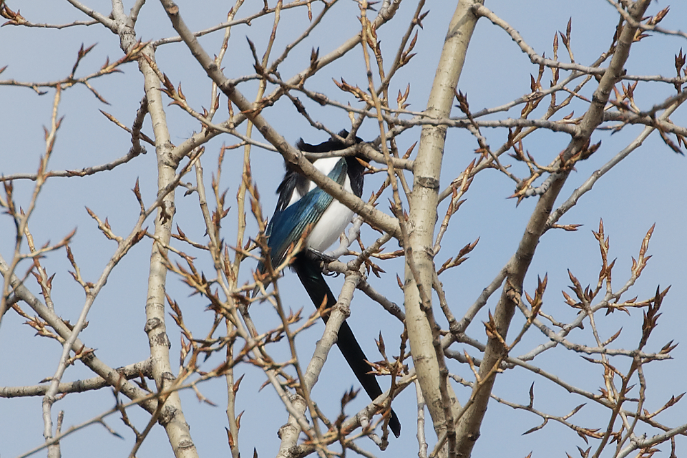 Eurasian Magpie from Marymont-Potok, Warsaw, Poland on March 13, 2021 ...