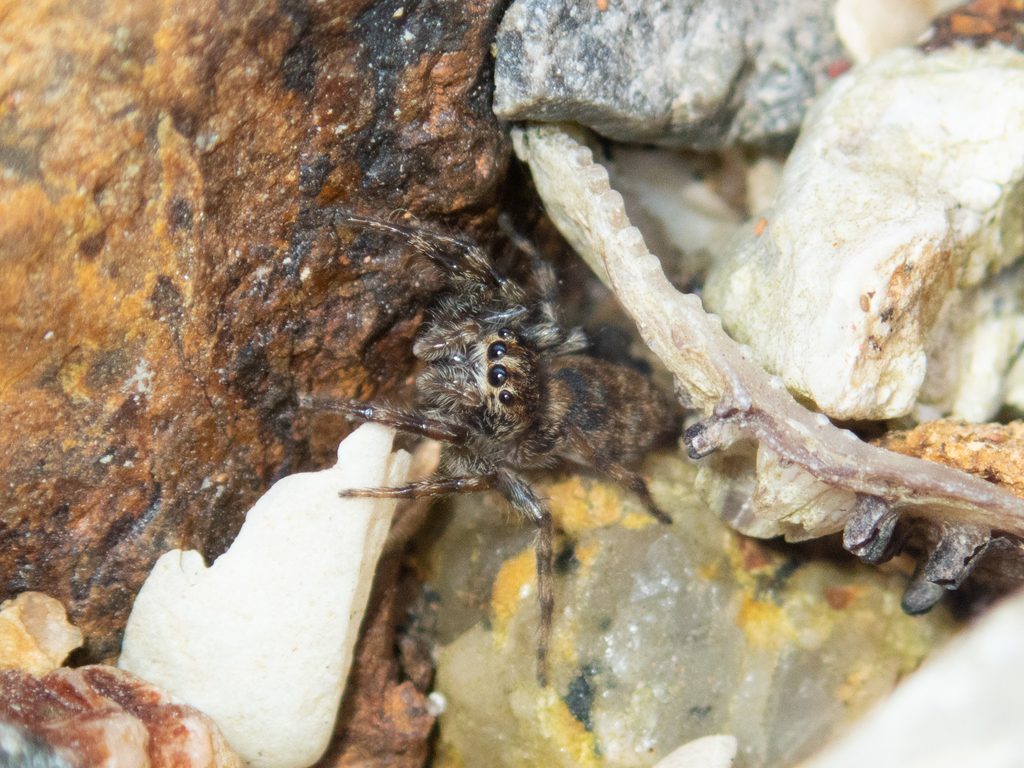 Hakka himeshimensis in March 2021 by Colin Chiu · iNaturalist