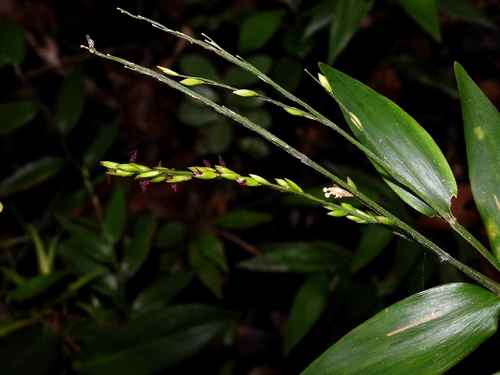 (Ichnanthus nemoralis)