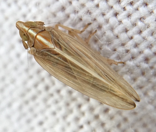 Stenocranus minutus · iNaturalist