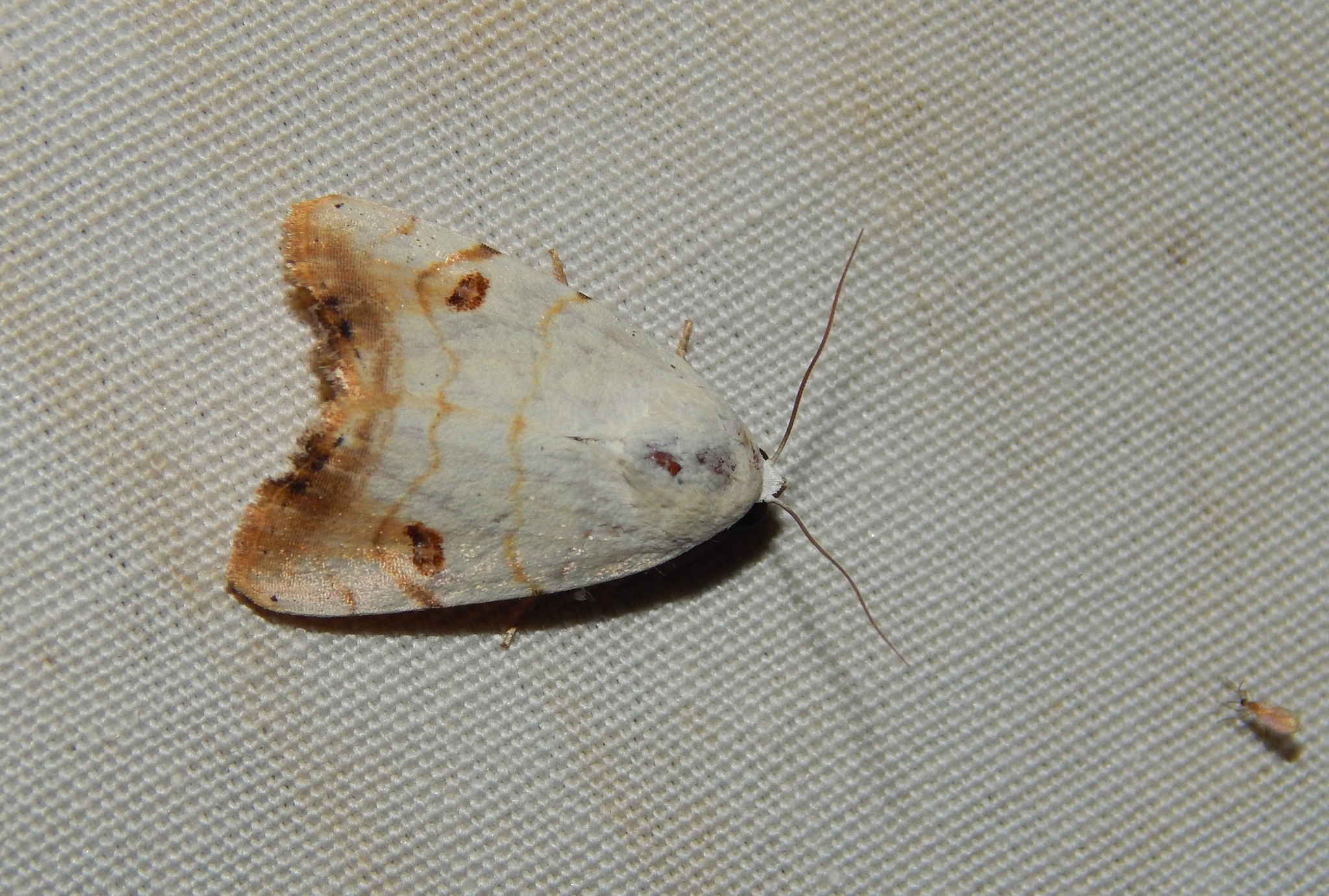 Xanthodes albago (Fabricius, 1794)