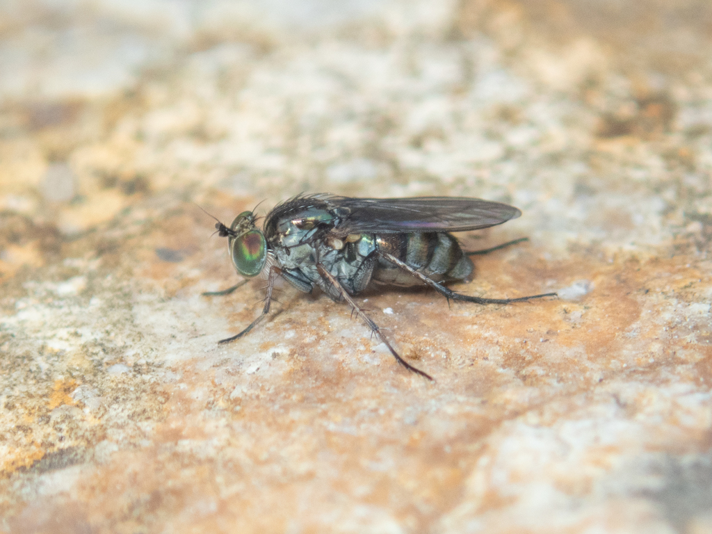 Dolichopodinae in March 2021 by Colin Chiu · iNaturalist