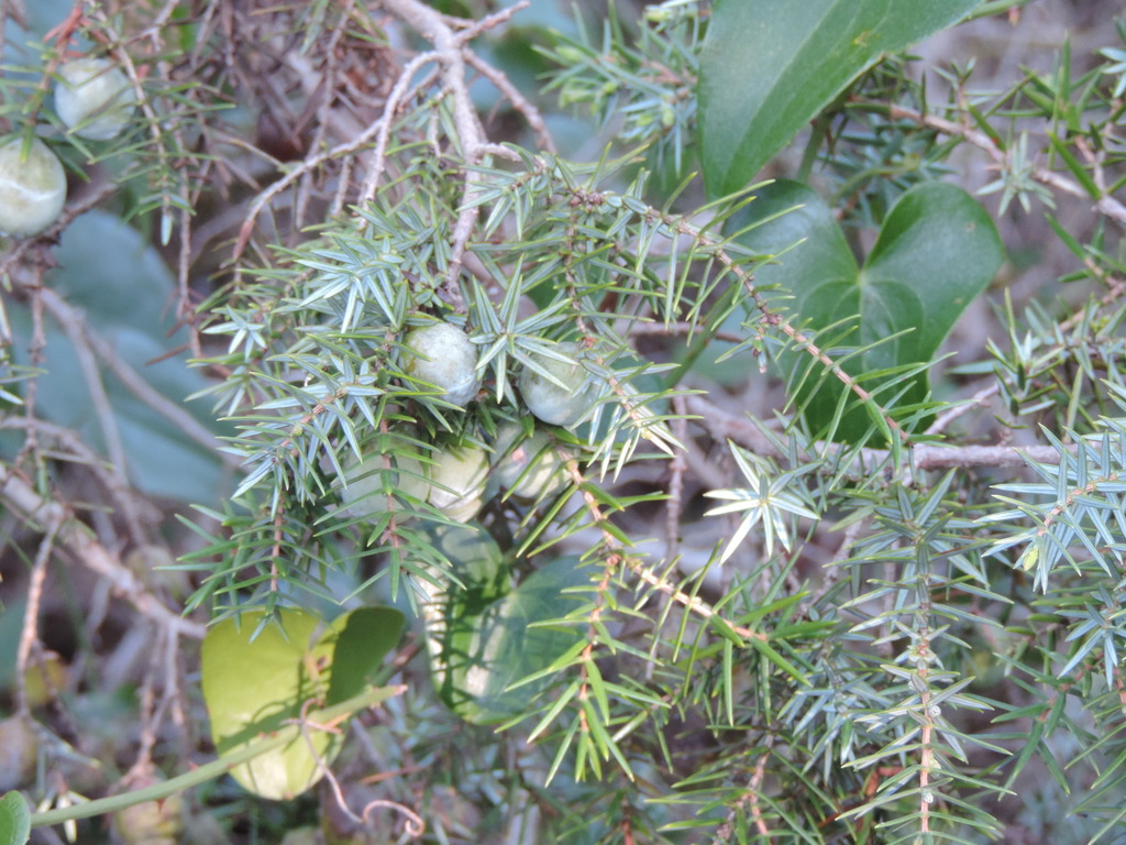 large-fruited juniper (Juniperus macrocarpa) - Botanical Realm