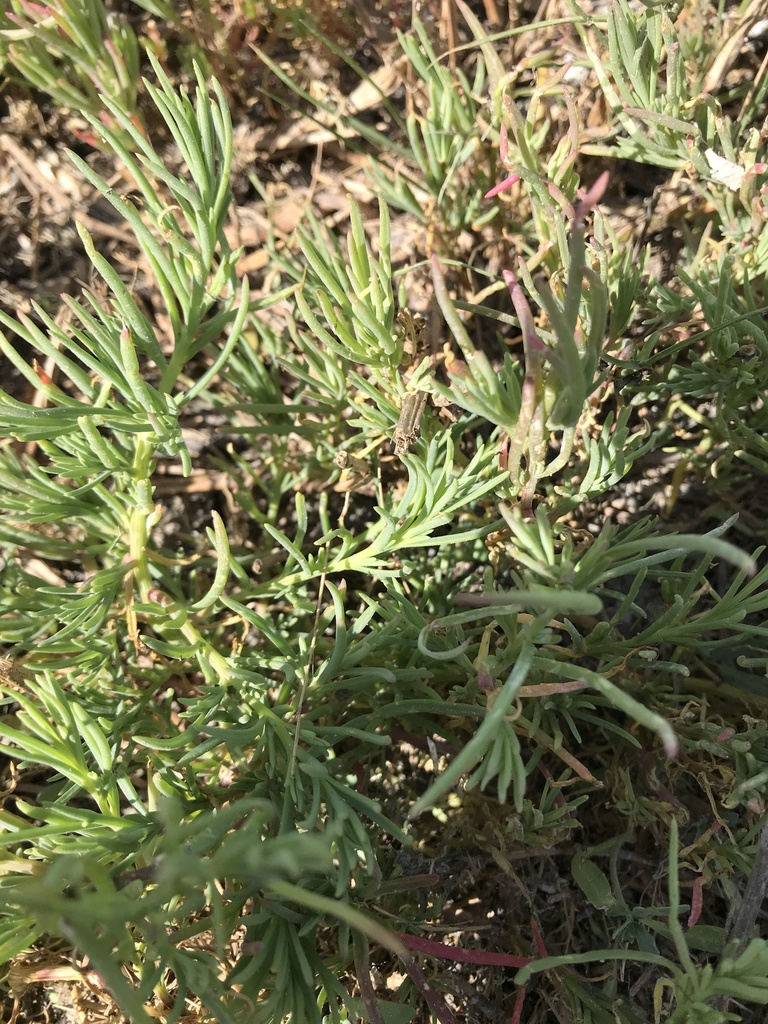 Annual Seepweed from Everglades National Park, Monroe County, US-FL, US ...