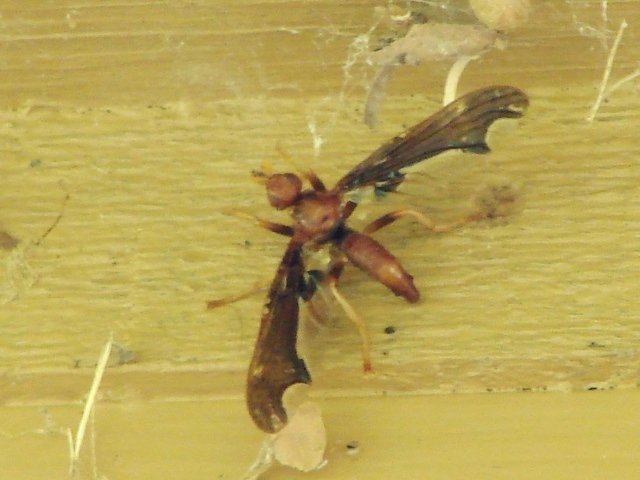 Waved Light Fly from Dekalb County, TN, USA on May 24, 2008 at 01:09 PM ...