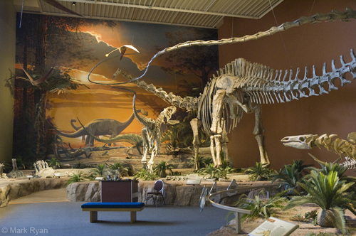 Diplodocus hallorum · iNaturalist