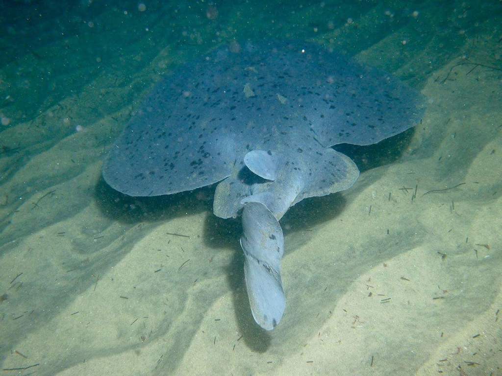 Pacific Electric Ray (Tetronarce californica) - Marine Life Identification