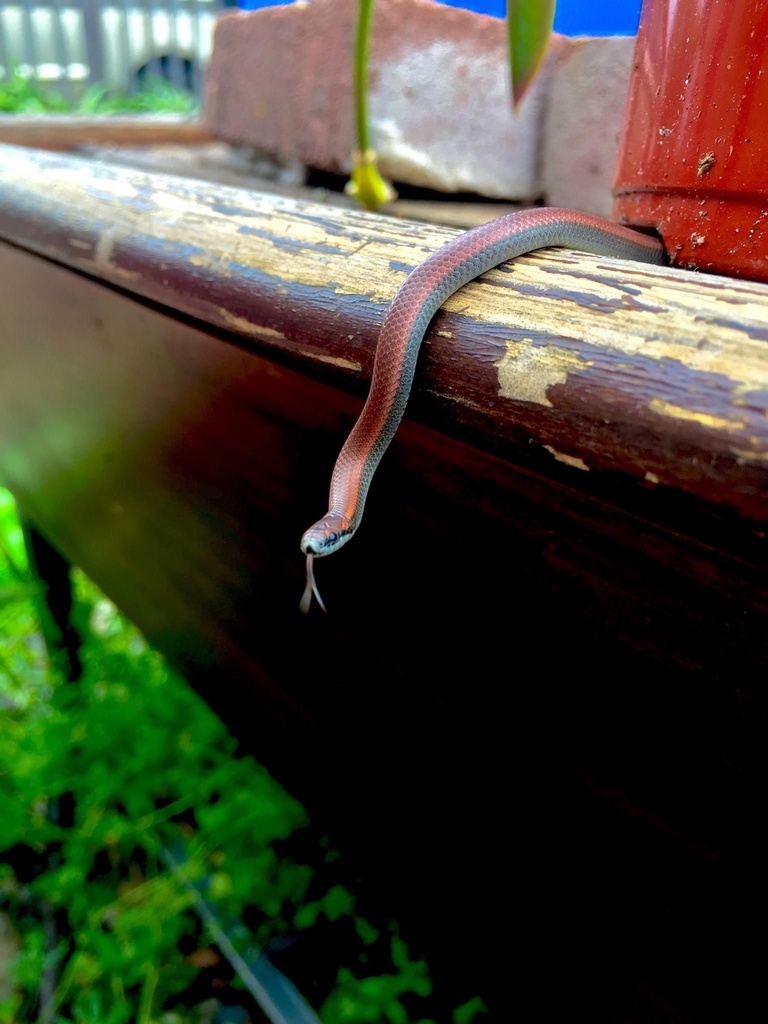 Sharp-tailed Snakes from Sonia Ave, Orangevale, CA, US by lajasa ...