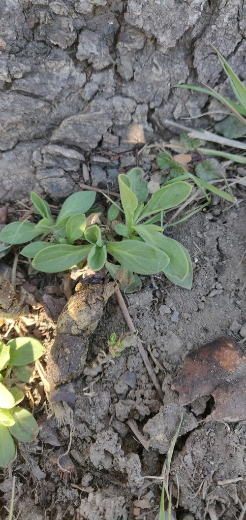 Catchflies from Gage Park, Chicago, IL, USA on March 13, 2021 at 02:09 ...
