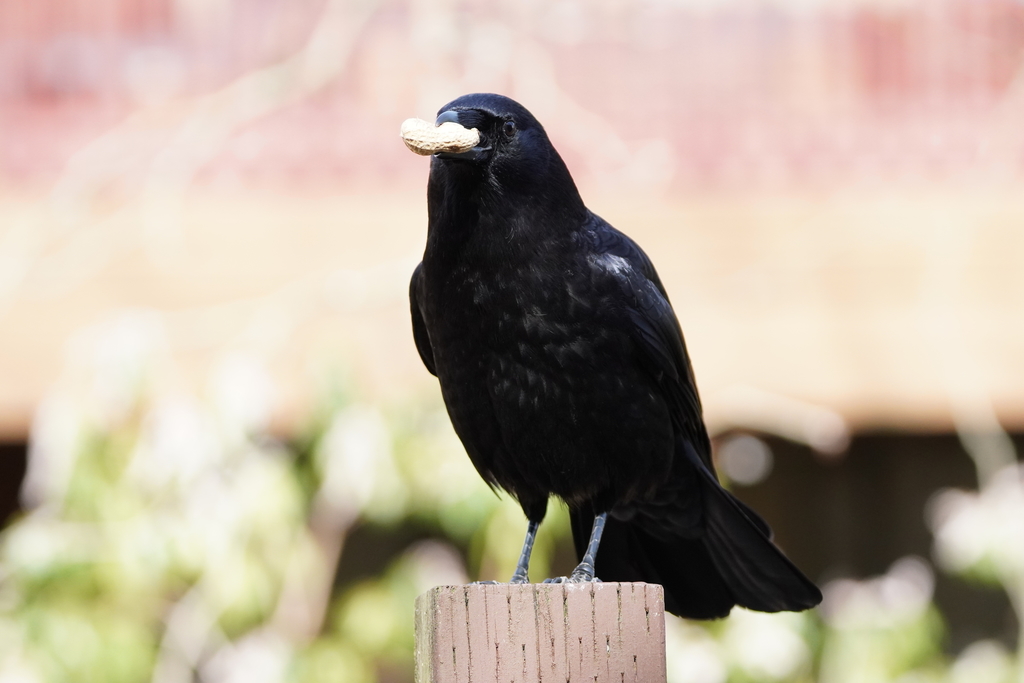 American Crow from East Vancouver, Vancouver, BC, Canada on March 12 ...