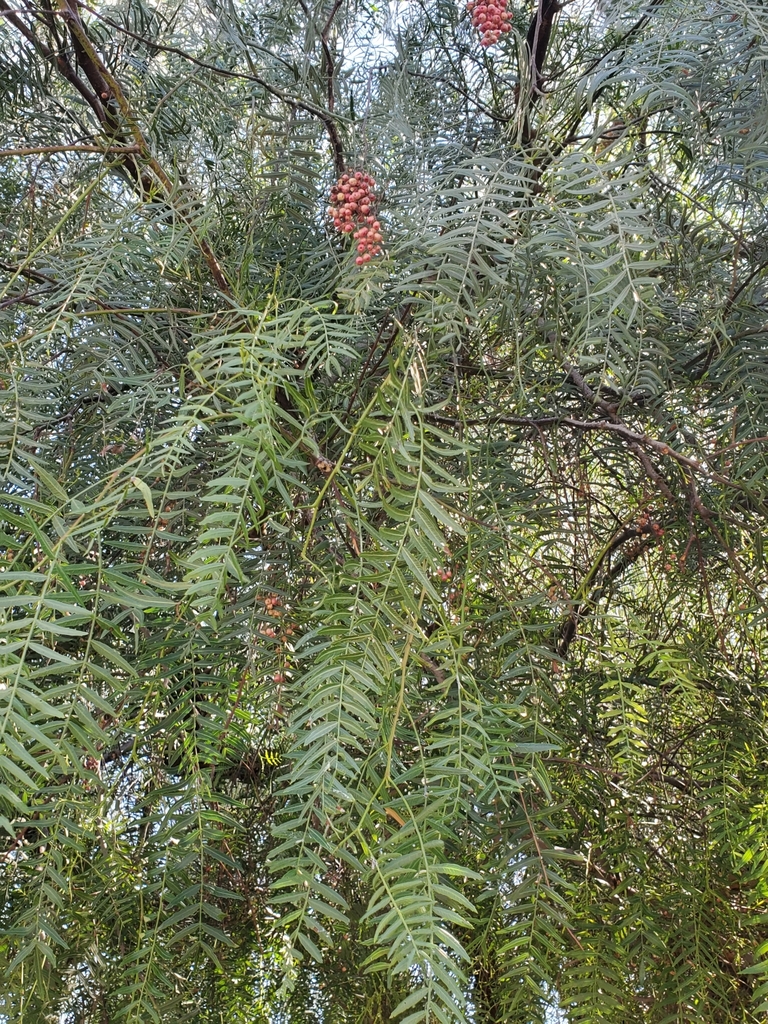 Peruvian Pepper Tree from Fresno, CA 93704, USA on March 13, 2021 at 12 ...