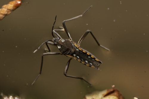 Maria's Water Cricket (Velia mariae) · iNaturalist