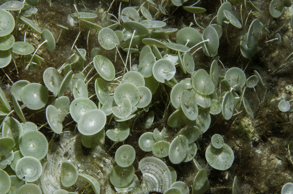 green algae (Chlorophyta) - Botanical Realm