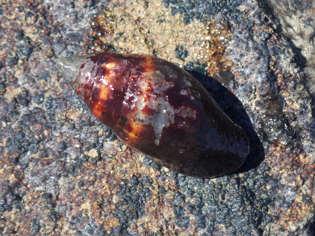 Strigatella scutulata from Maroochy - Mooloolaba, Queensland, Australia on March 13, 2021 at 01: ...