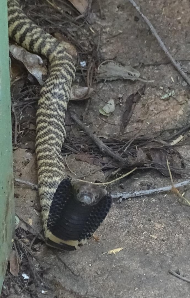Zebra Spitting Cobra (Naja nigricincta nigricincta) - Snakes and Lizards