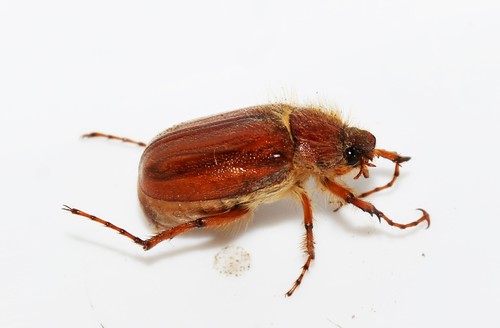 Holochelus escherichi · iNaturalist