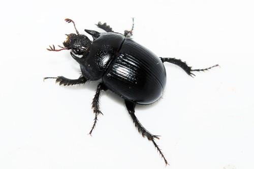 Typhaeus fossor · iNaturalist