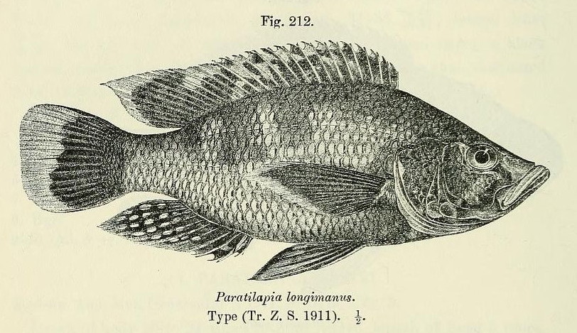 Longfin Largemouth (Serranochromis longimanus) - Marine Life Identification