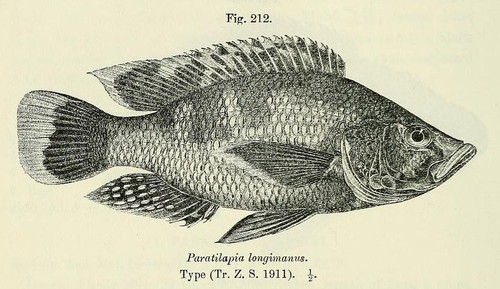 Longfin Largemouth (Serranochromis longimanus) · iNaturalist United Kingdom