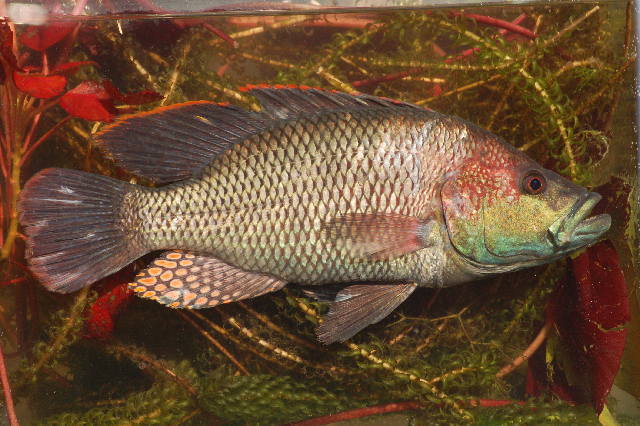 Purpleface Largemouth (Serranochromis macrocephalus) - Marine Life ...