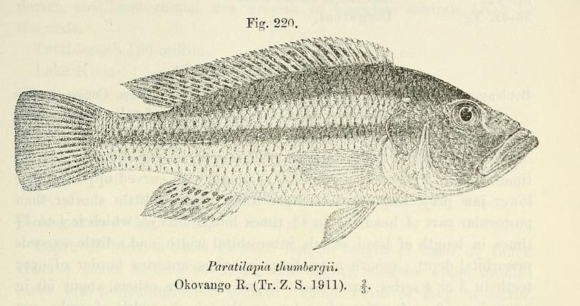 Brownspot Largemouth (Serranochromis thumbergi) - Marine Life ...