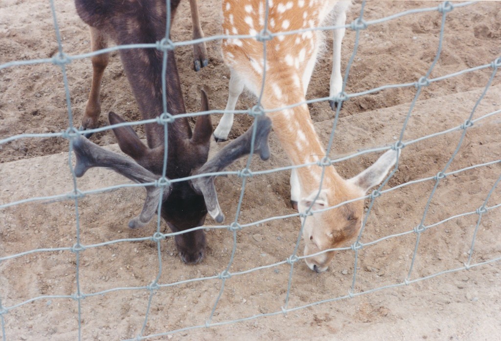 European Fallow Deer from Oaklawn Farm Zoo, Kings County, NS, Canada on ...