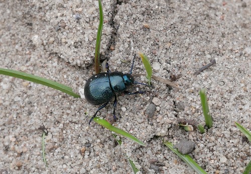 Timarcha rugulosa · iNaturalist