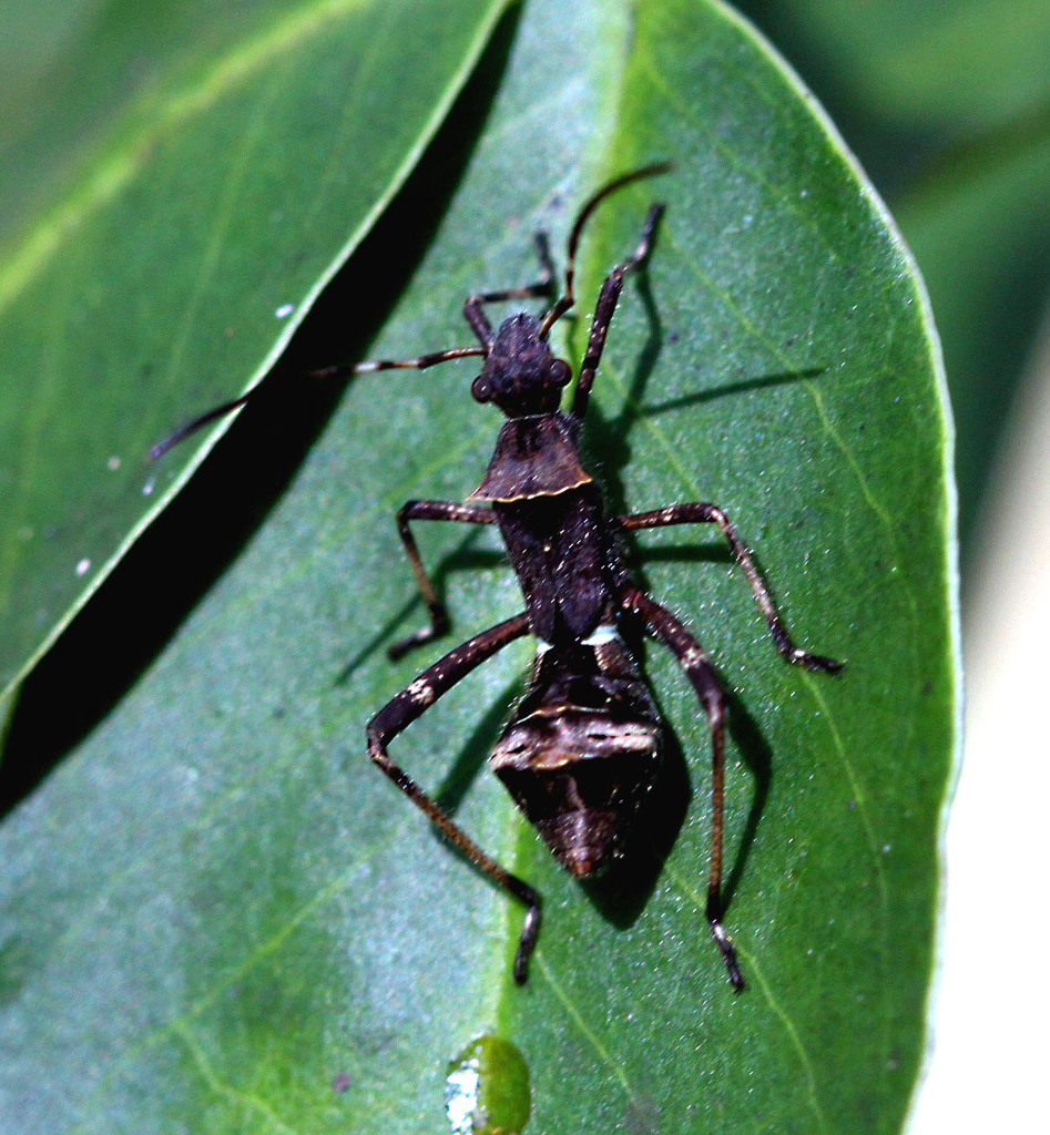 brown bean bug in April 2016 by juliegraham173 · iNaturalist