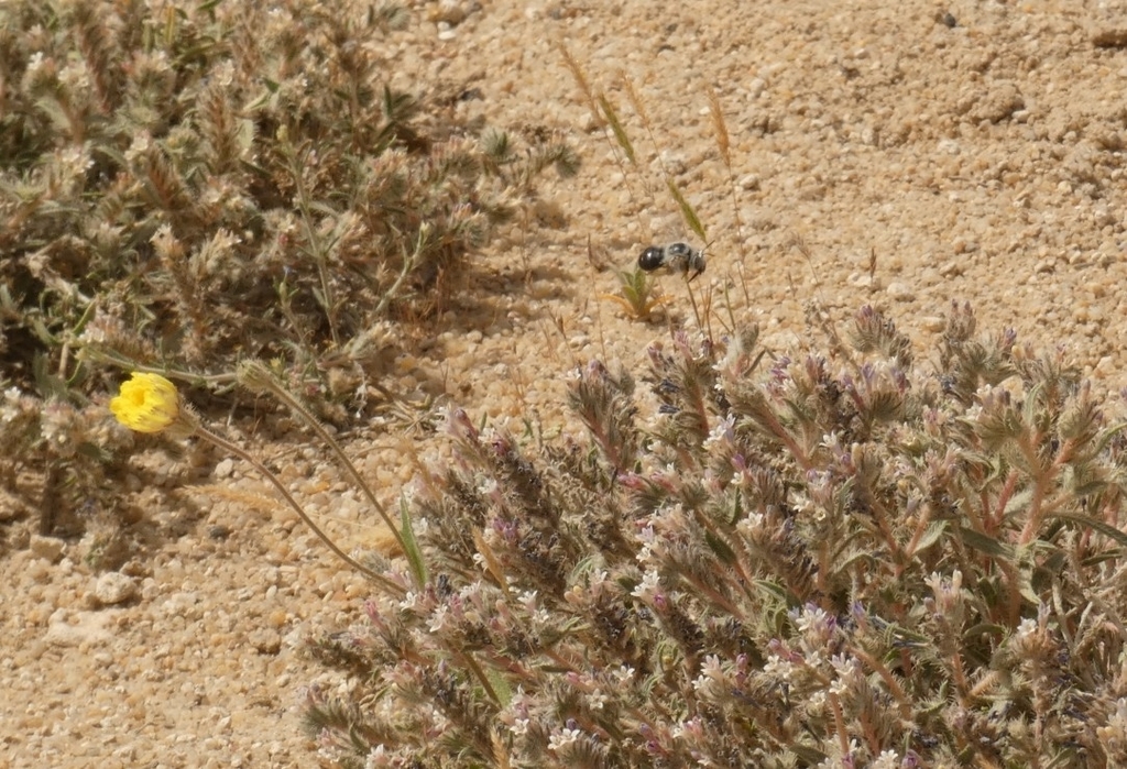 Common Digger Bees from 35235, Saudi Arabia on March 13, 2021 at 11:32 ...