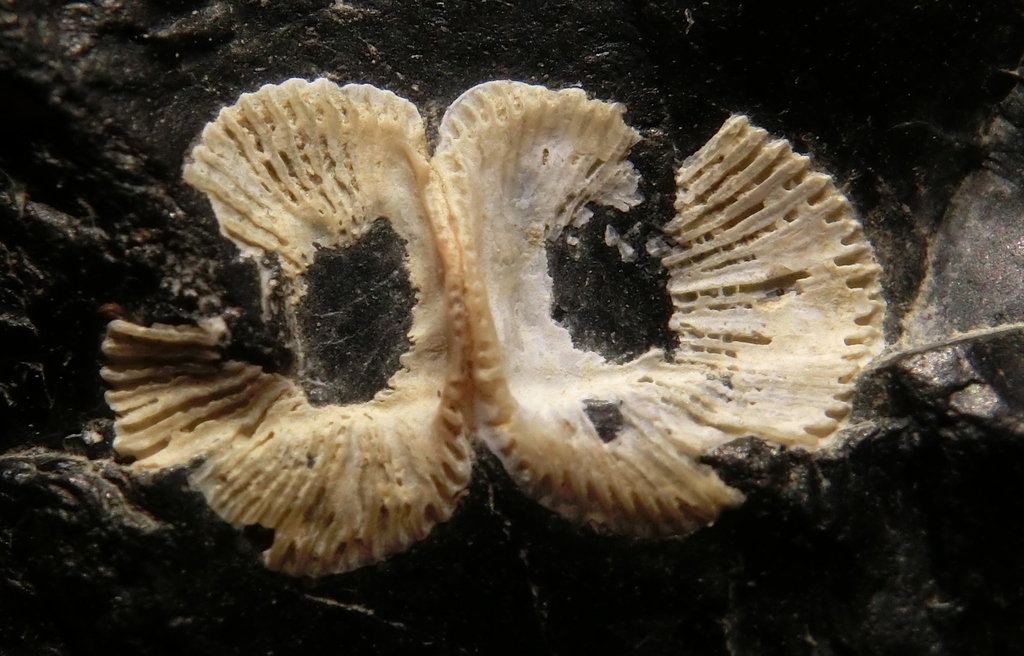 Barnacles from South Boston, Boston, MA, USA on March 11, 2021 at 08:19 ...