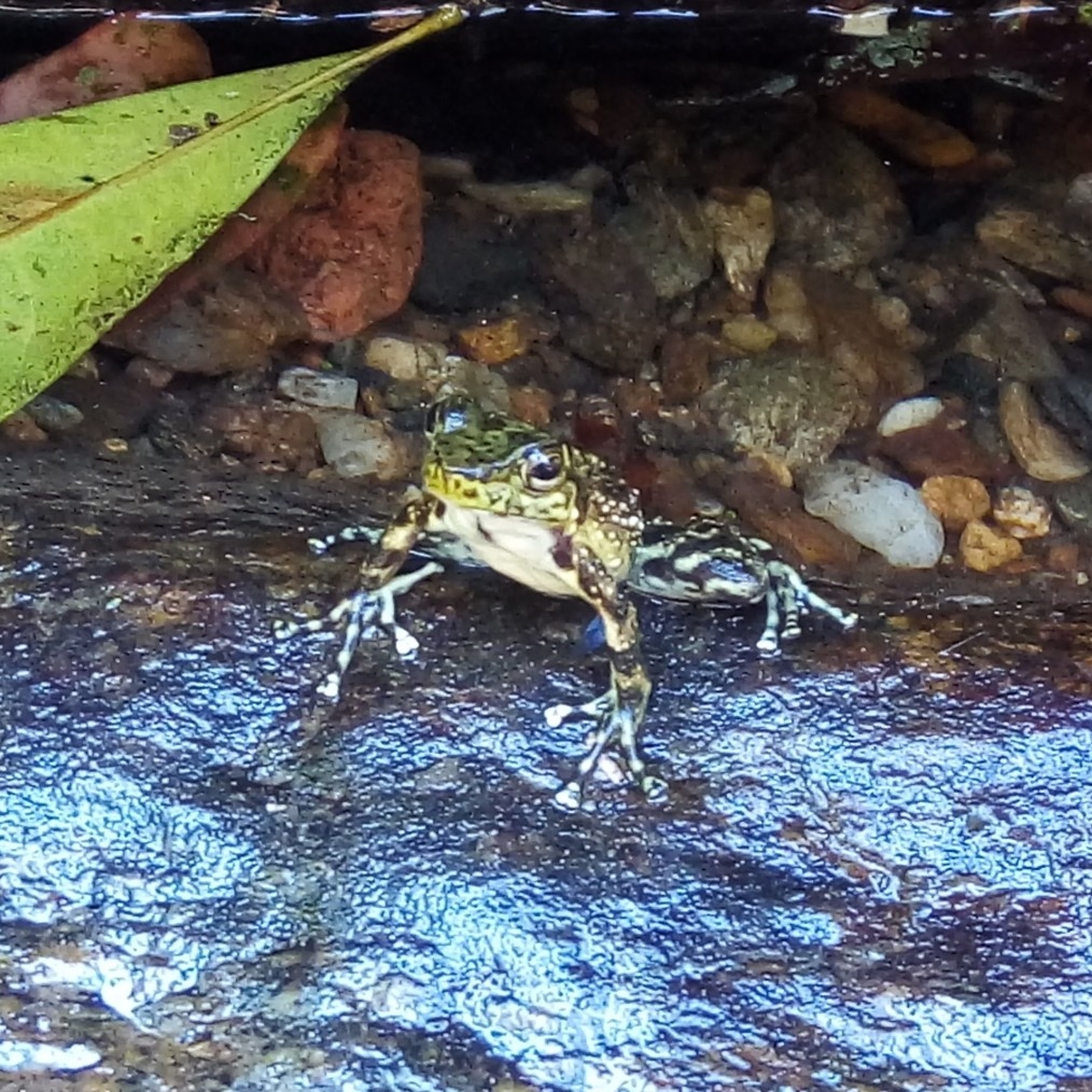 Hylodes asper (Müller, 1924)