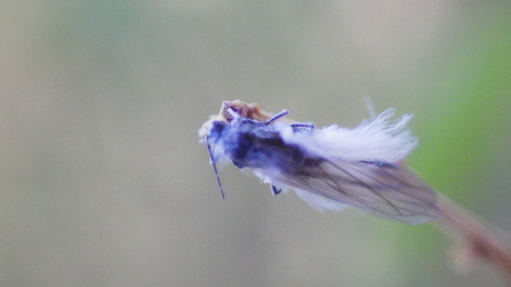 Woolly Aphids and Gall-making Aphids from Spokane, Washington, United ...
