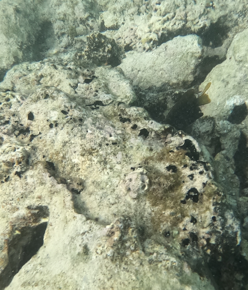 Tectitethya crypta (de Laubenfels, 1949)