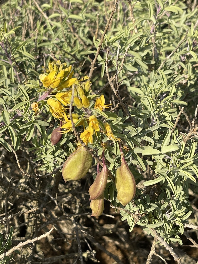 Bladderpod from Torrey Pines State Natural Reserve, San Diego, CA, US ...