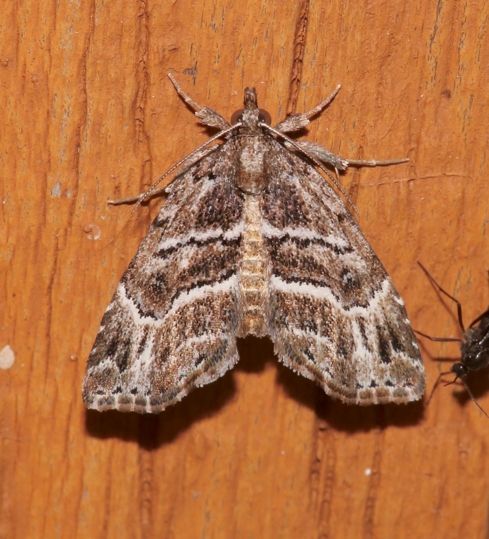 Cutina arcuata Pogue & Ferguson, 1998