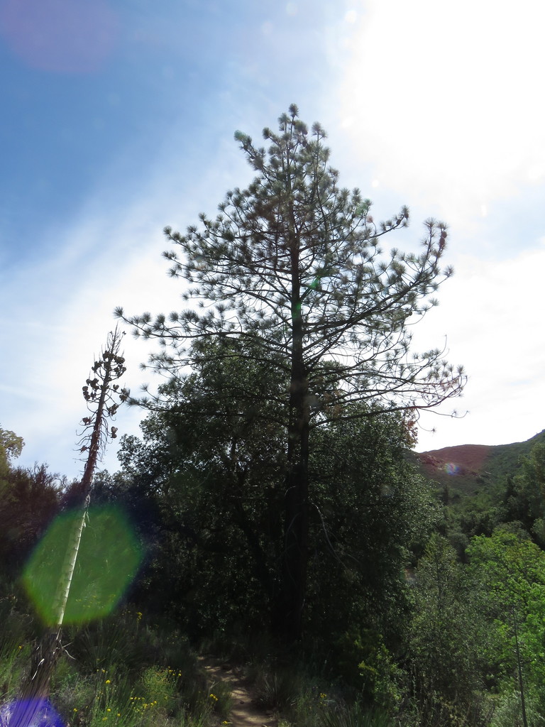 Coulter pine from Pacific Crest Trail, Warner Springs, California on ...