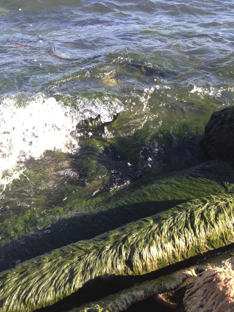 plants from 1 Sixth St toronto on September 24, 2014 by CianMclean. I ...