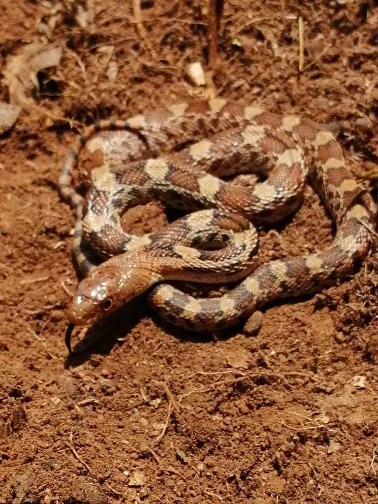 Mexican Bull Snake from Cerro del Cubilete, Guanajuato, México on ...